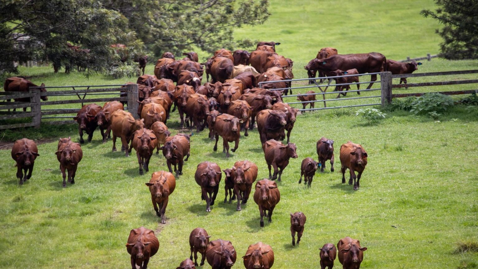 Yulgilbar - 70 Years of Breeding