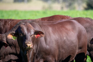 Yulgilbar - 70 Years of Breeding