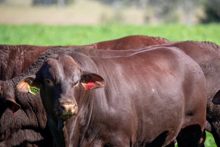 Yulgilbar - 70 Years of Breeding
