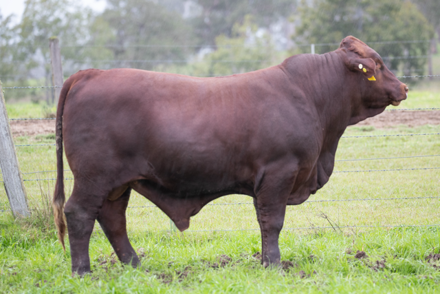 2024 Bull Sale - Yulgilbar