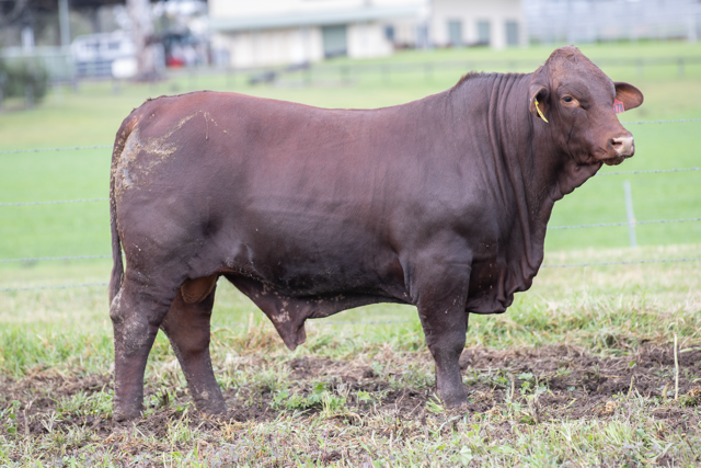 2024 Bull Sale - Yulgilbar
