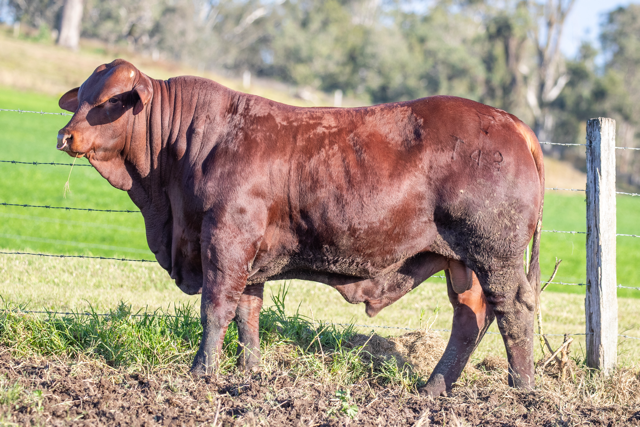 2024 Bull Sale - Yulgilbar