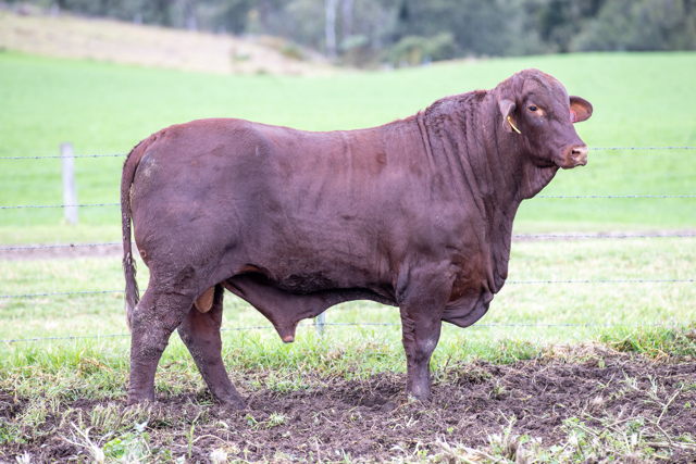 2024 Bull Sale - Yulgilbar