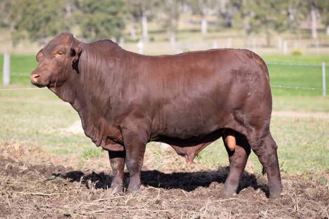 2024 Bull Sale - Yulgilbar