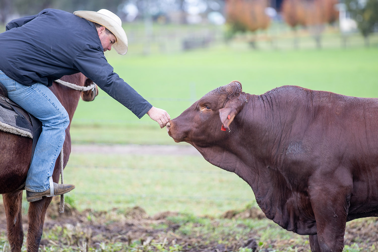 Breeding - Yulgilbar