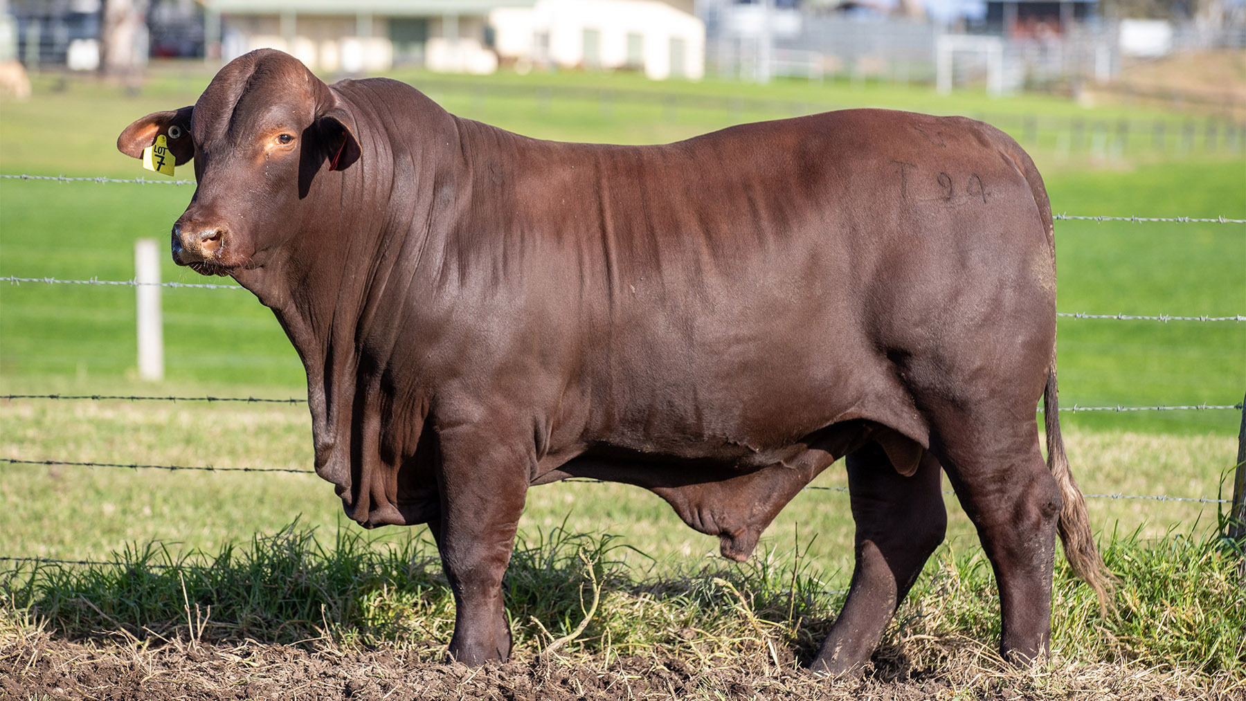2024 Bull Sale - Yulgilbar